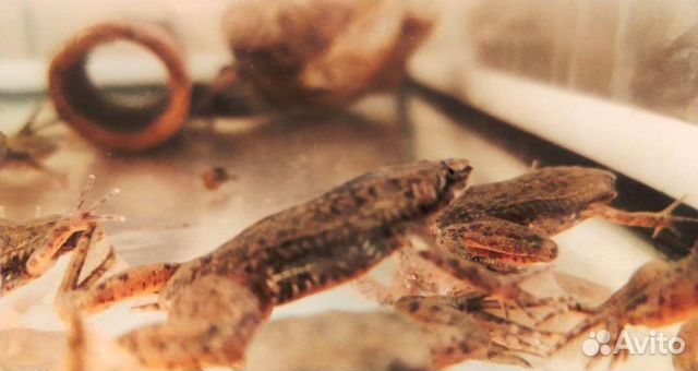 Лягушка Пипа Корвальо(pipa corvalhoi)