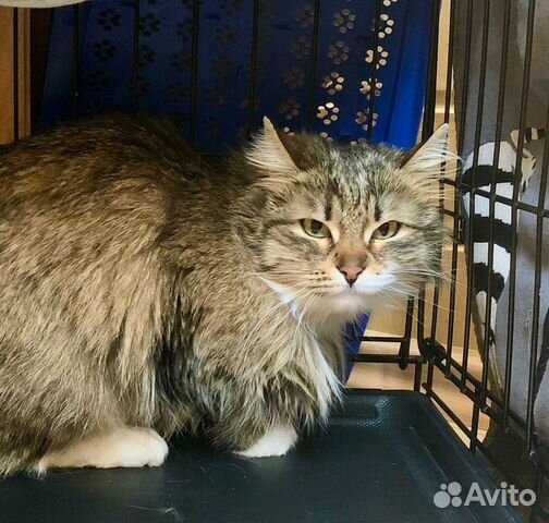 Кошечке Джулия, пострадавшей от людей нужна любовь