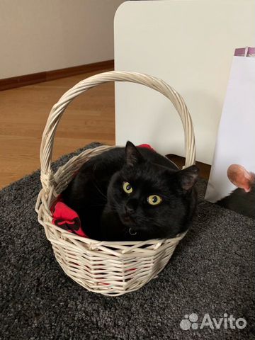 Кошка в дар