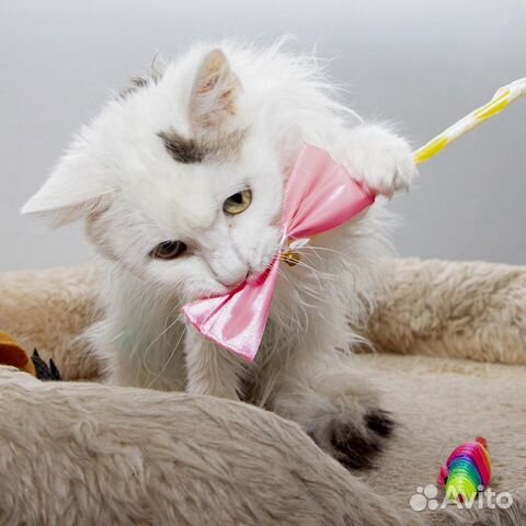 Нежная кошечка Азалия в добрые руки