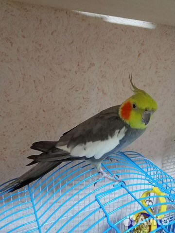 Попугай корелла самец с клеткой