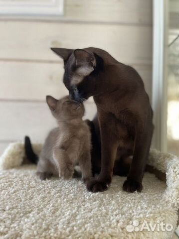 Бурманские котята