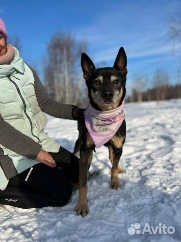 Спокойная собачка ищет дом