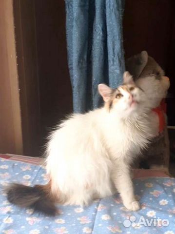 Ласковая кошечка полтора года