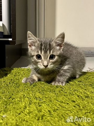 Игривый малыш Кай (1,5 мес) ищет дом