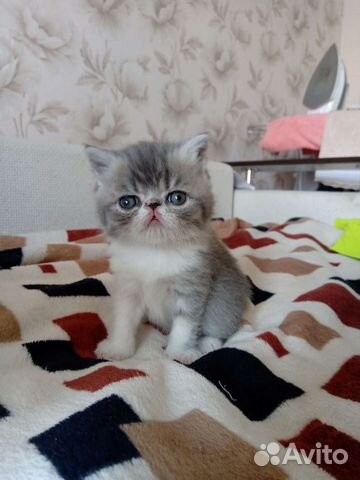 Котенок Экзот