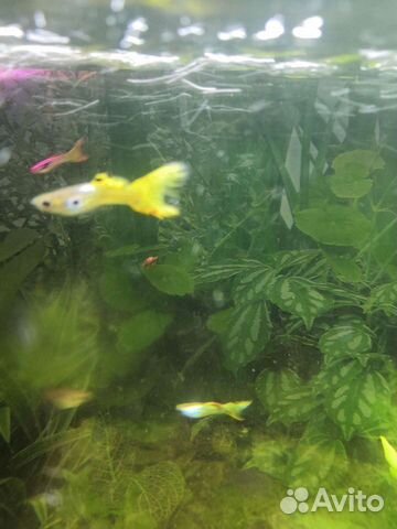 Аквариумные рыбки