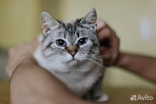 Тайская кошечка в дар