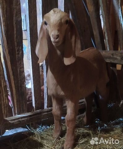 Нубийская козочка