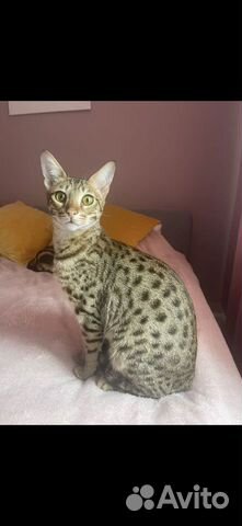 Кот Породы СаваннаF3