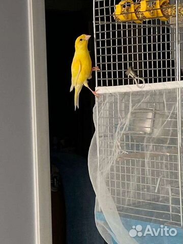 Кенары и конарейки