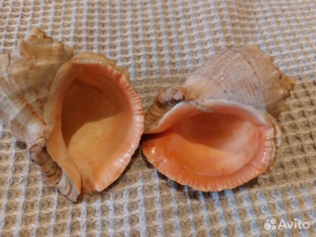 Морские ракушки