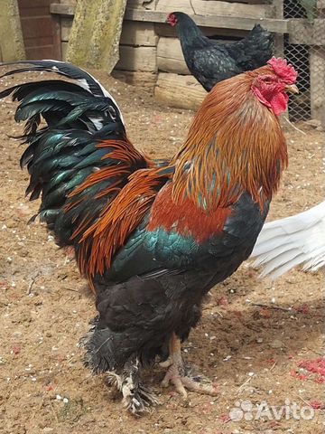 Петухи брама