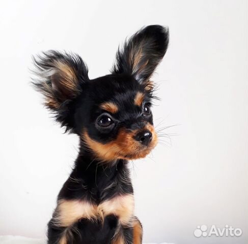 Щенок русского тоя - мальчик