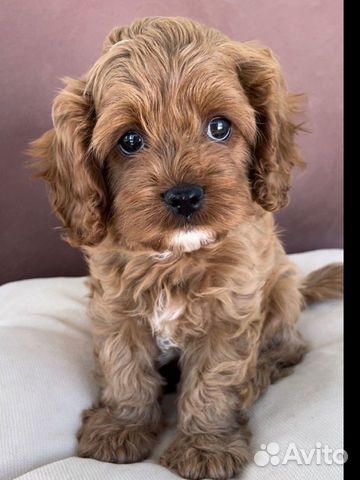 Мальтипу кавапу дудль