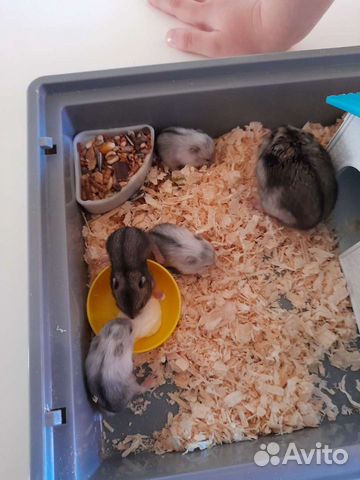 Джунгарский хомяк бесплатно