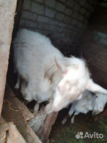 Козёл племенной