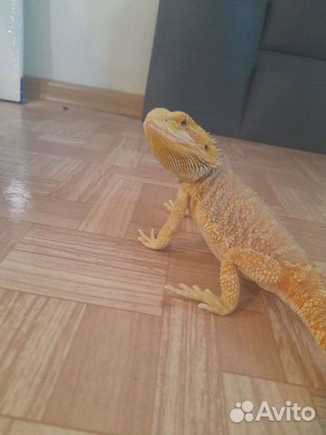 Бородатая агама