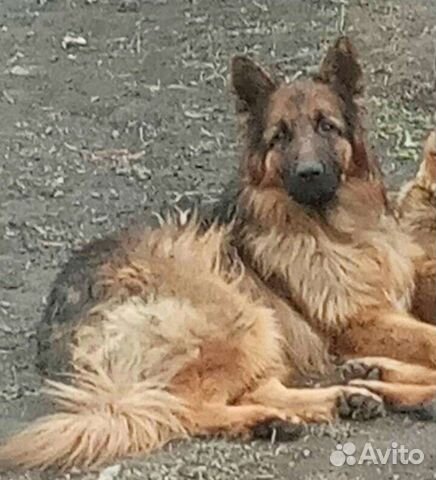 Овчарка щенок