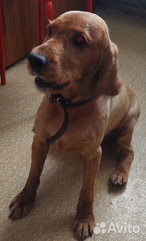 Спаниель вязка английский