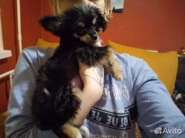 Маленькая собака