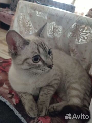Кошки в добрые руки бесплатно