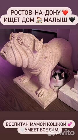 Котята в добрые руки.Мальчик. Др 1 месяц