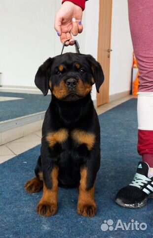 Щенки ротвейлера
