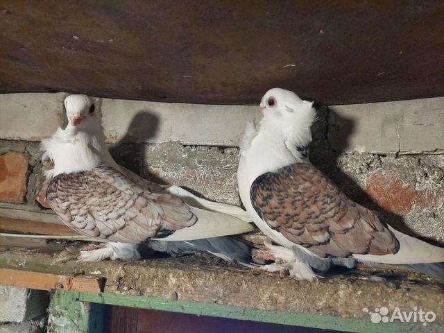 Продажа голубей