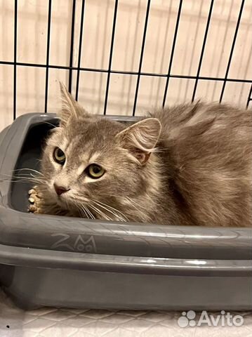 Дымчатый зеленоглазик ищет дом