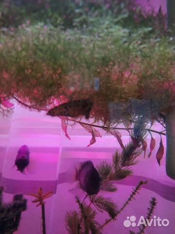 Мох для аквариума