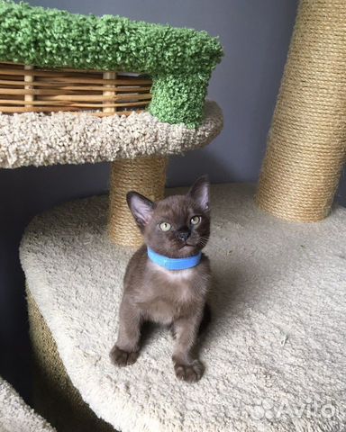 Бурманская