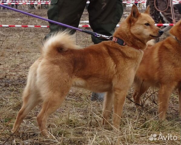 Щенки карело финской лайки