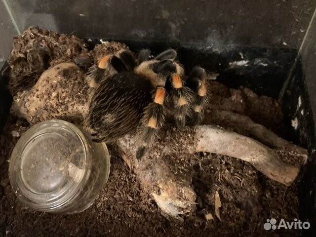 Паук птицеед