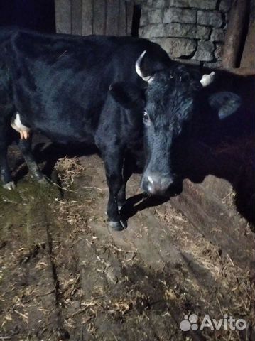 Корова высокоудойная