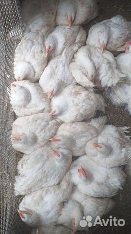 Куры бройлеры