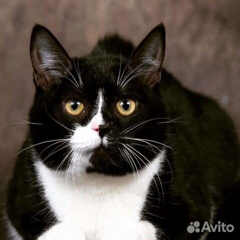 Котик в добрые руки