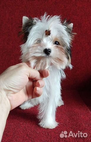 Мини кукла