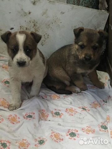 Щенята ищут дом