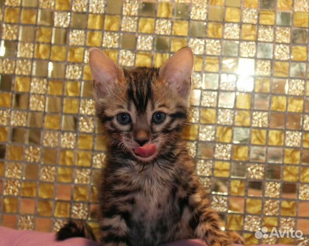 Бенгальские котята