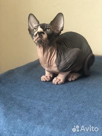 Канадский сфинкс