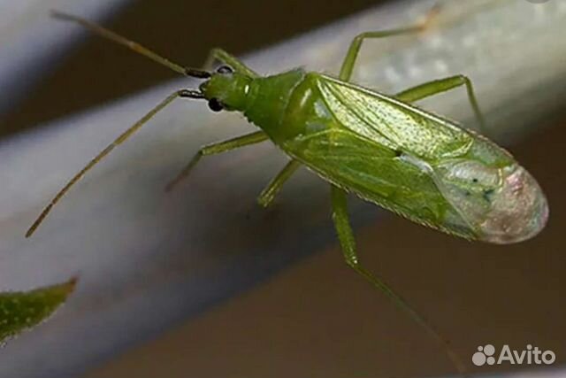 Макролофус(macrolophus) от белокрылки,тли,клеща