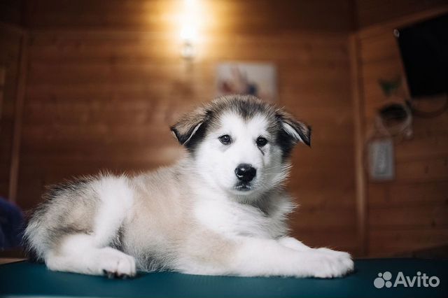 Аляскинский маламут, кобель