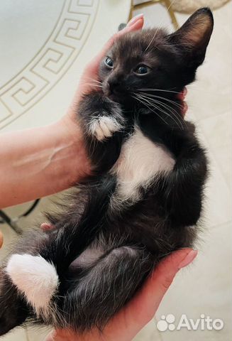 Черный котенок