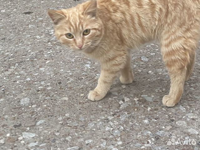 Котенок в добрые руки