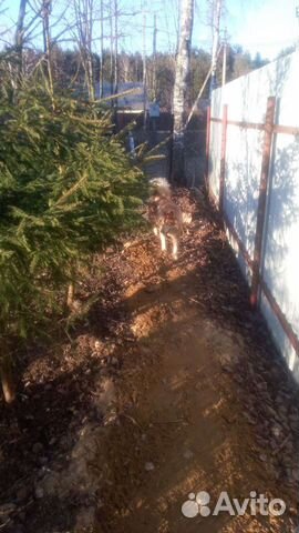 Видели собаку маламут,хаски рыжая