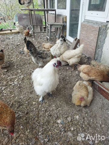 Петух белый пуховый