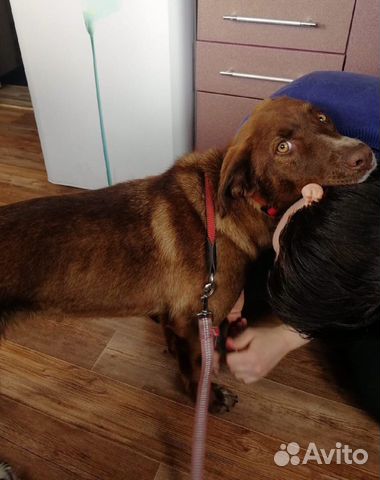 Халва с шоколадным носом