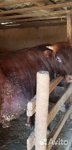 Бычки и быки(крс)