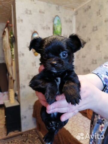 Щенки йоркширксого терьера и чихуахуа метис